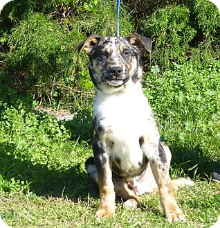 Chip | Adopted Puppy | Oviedo, FL | Great Dane/Australian Shepherd Mix