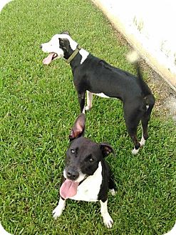 St Petersburg, FL - Border Collie/Rhodesian Ridgeback Mix. Meet Calvin ...