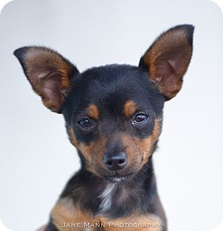 Pablo - | Adopted Puppy | AD1249 | Oakley, CA | Miniature Pinscher/Rat ...