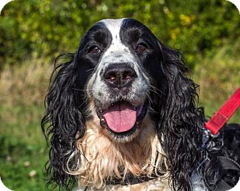 Rhett Butler | Adopted Dog | Bellingham, WA | English Springer Spaniel Mix