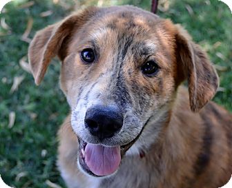 Dutch Shepherd Lab Mix