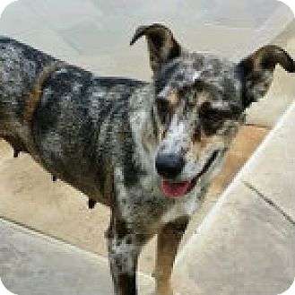 Flower Mound, TX - Blue Heeler/Whippet Mix. Meet Ruthie a Dog for Adoption.