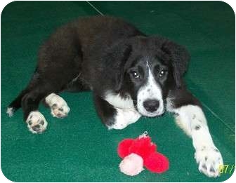 Aurora | Adopted Puppy | Appleton, WI | Great Pyrenees/Border Collie Mix