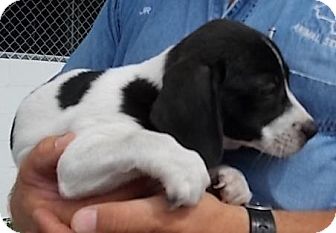Labrador Retriever/English Pointer Mix Puppy for adoption in Tampa ...