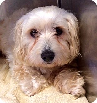 Los Alamitos, CA - Cockapoo/Maltese Mix. Meet Piglet a Dog for Adoption.