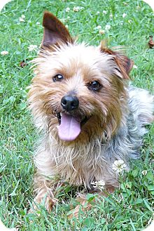 Border Collie Yorkie Mix