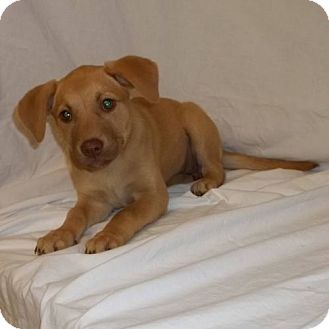 Irish Setter Lab Mix Puppies