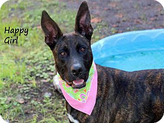 Last Plea for Ziva!! | Adopted Dog | Ft Myers Beach, FL | Belgian ...