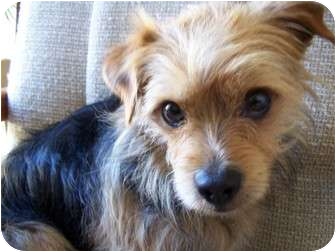 Border Collie Yorkie Mix