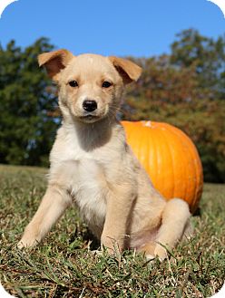 Glastonbury, CT - Sheltie, Shetland Sheepdog/Labrador Retriever Mix ...