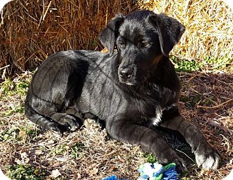 58 Top Photos Great Pyrenees Black Lab Mix Puppy / This is Harvey, my ...