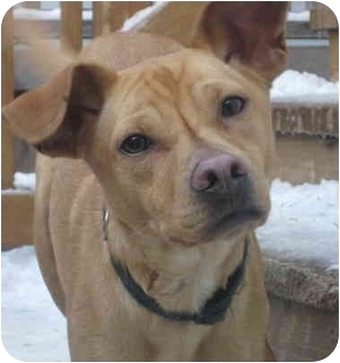Basenji Lab Mix