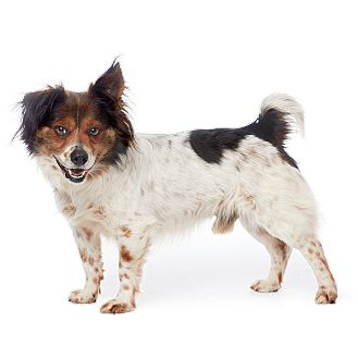 Los Angeles, CA - Corgi/Papillon Mix. Meet Martin Short a Dog for Adoption.