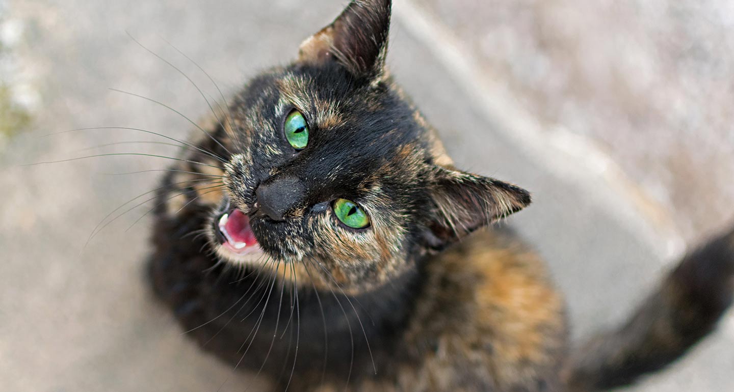 What Does It Mean If A Cat Keeps On Meowing Cat Meme Stock Pictures And Photos