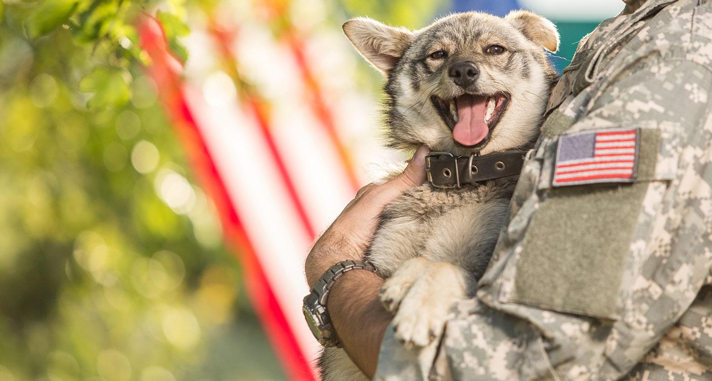 These 100 Military Dog Names Are An Epic Salute To Your Pup