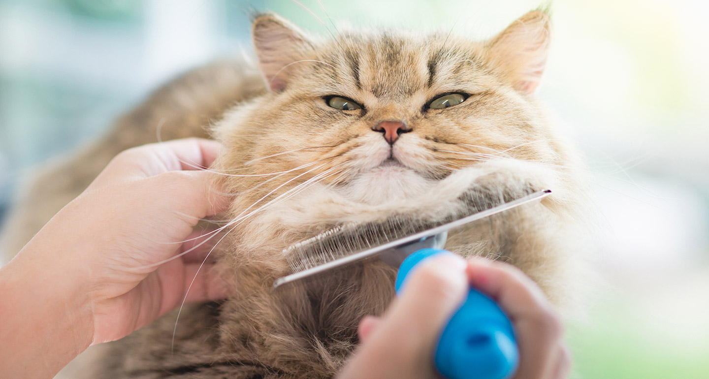 How To Groom An Old Cat With Matted Cat Hair How To Groom An Old Cat With Matted Cat Hair