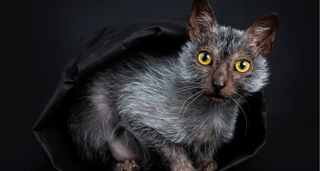 Lykoi (Werewolf) Cat Breed