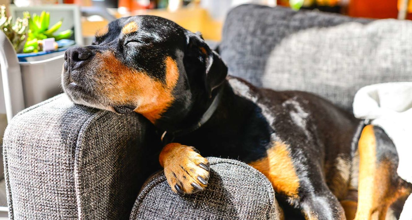 Rottweiler Dog Breed: Facts, Temperament and Care Info