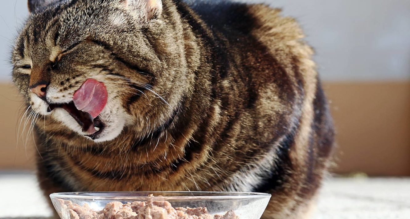 Senior Cat Food 101 What And How Much To Feed A Senior Cat Senior Cat Food 101 What And How Much To Feed A Senior Cat