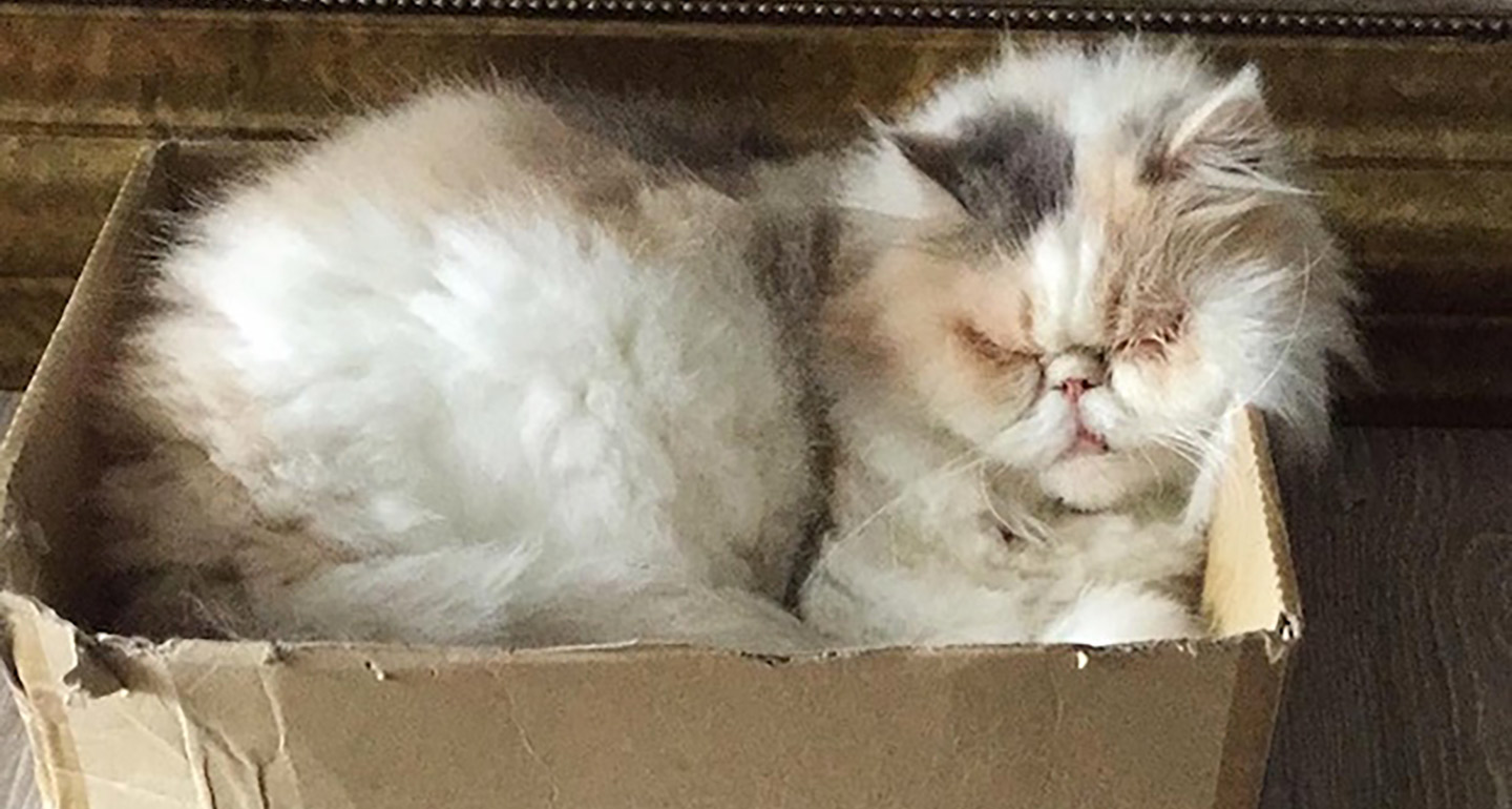 18 Ridiculous Cat Naps