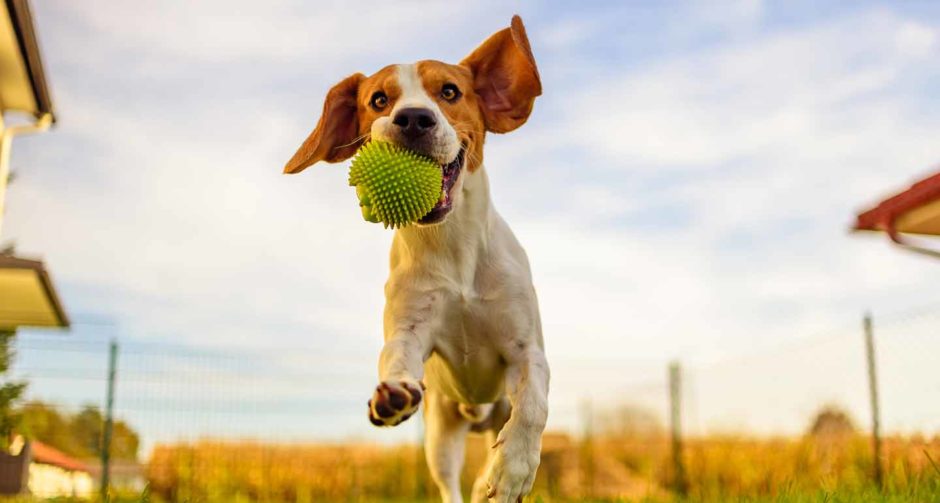 Dog Exercise 8 Reasons Your Dog Needs Exercise Every Day Dog Exercise 8 Reasons Your Dog Needs Exercise Every Day