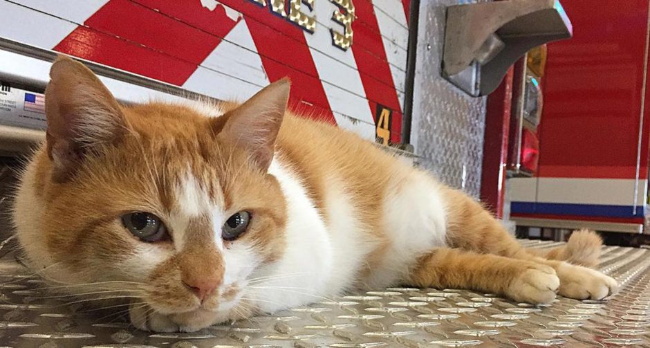 Meet Flame the Arson Cat, the Star Recruit at the Belmont Fire Department