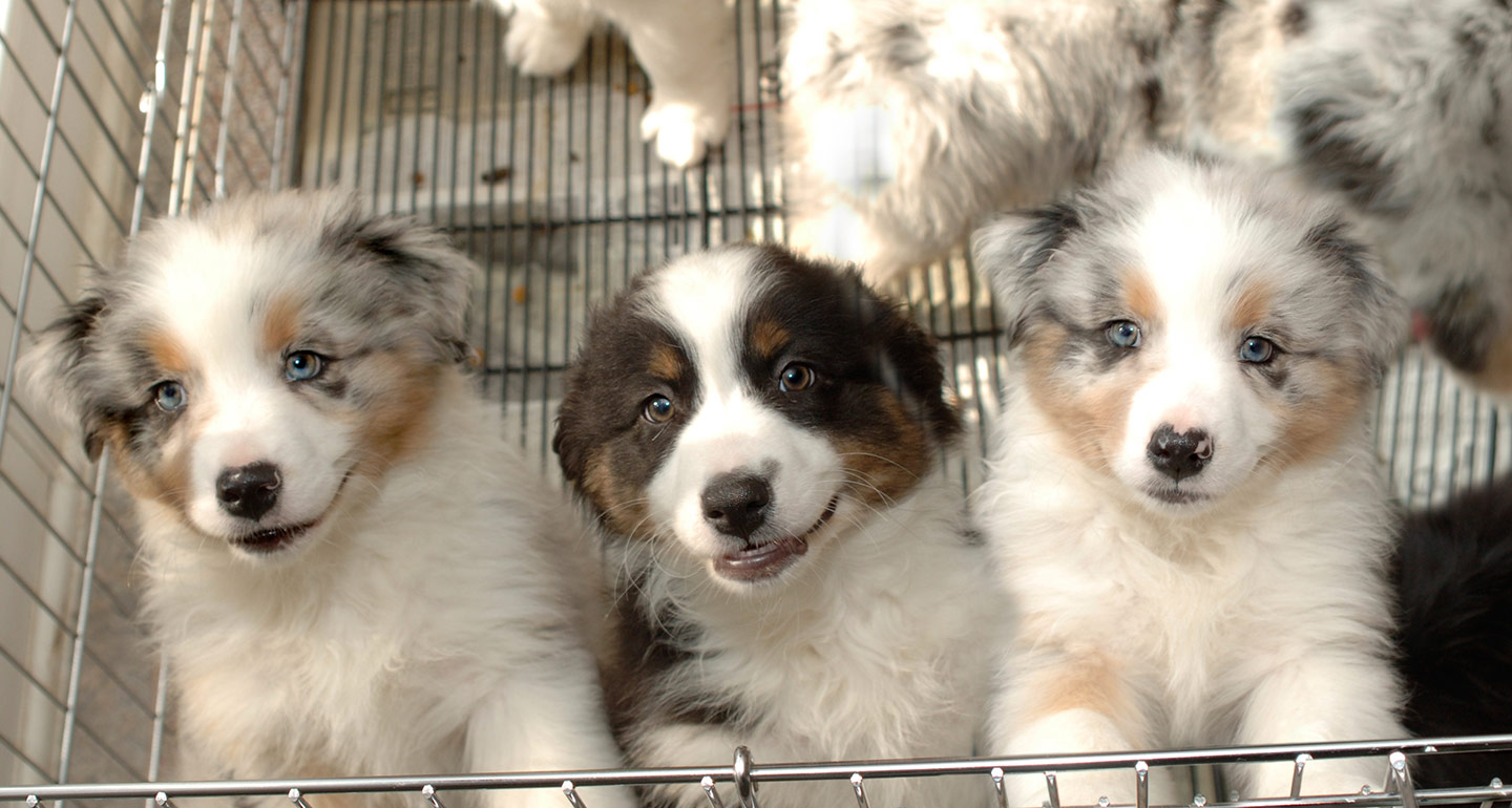 Should I Buy A Puppy From A Pet Store Read This First Should I Buy A Puppy From A Pet Store Read This First