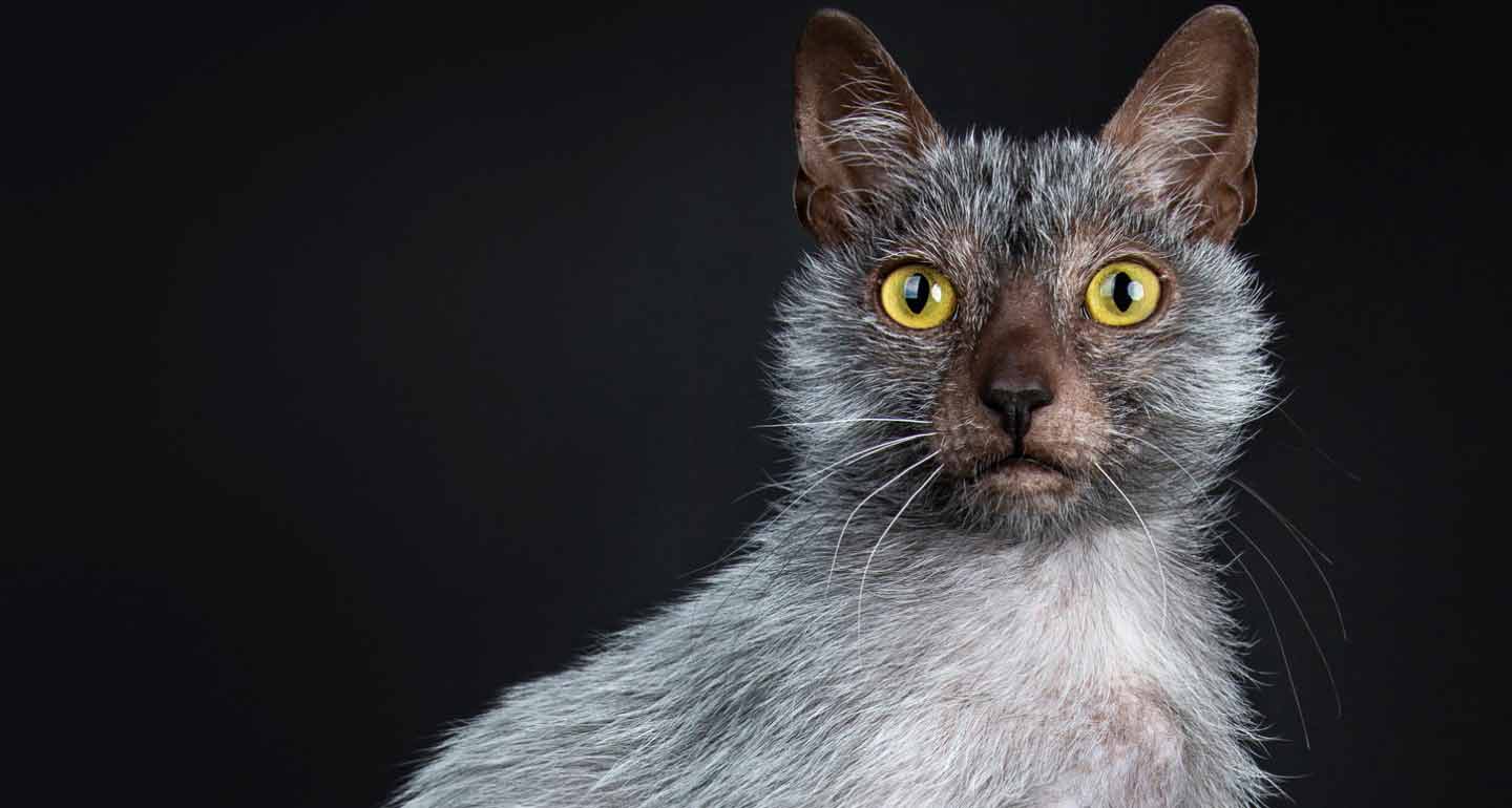 7 Unique Looking Cat Breeds 7 Unique Looking Cat Breeds