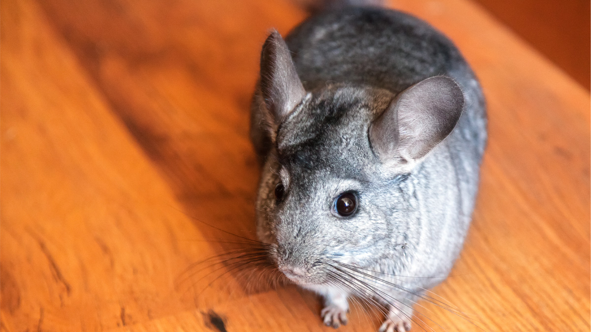 Chinchilla Information and Advice for Pet Parents | BeChewy