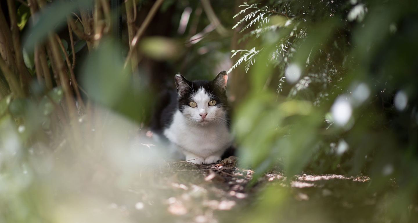 How to Find a Lost Cat - Pet Central by Chewy