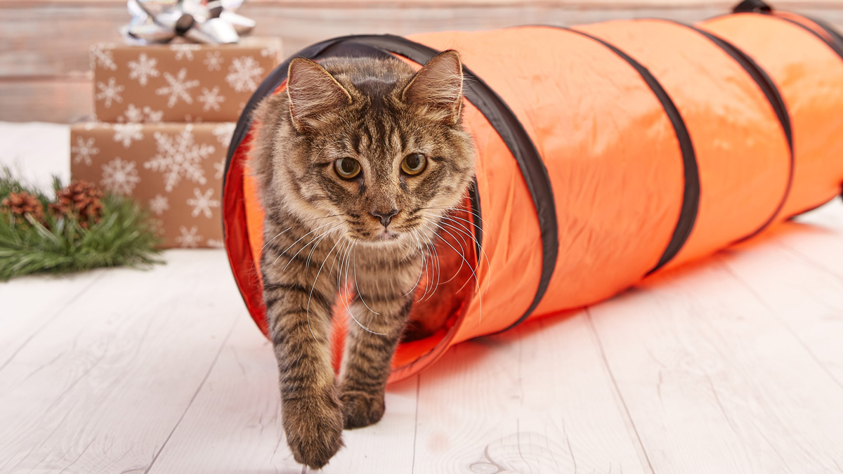Cat Christmas Gift Ideas Cat Christmas Gift Ideas
