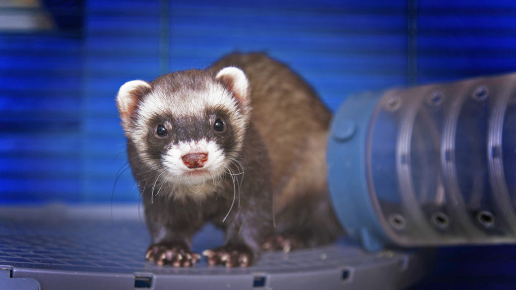 Explore The Ferret Skeletal System | BeChewy