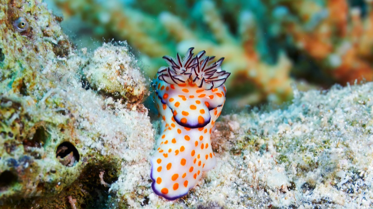 Ocean Slugs