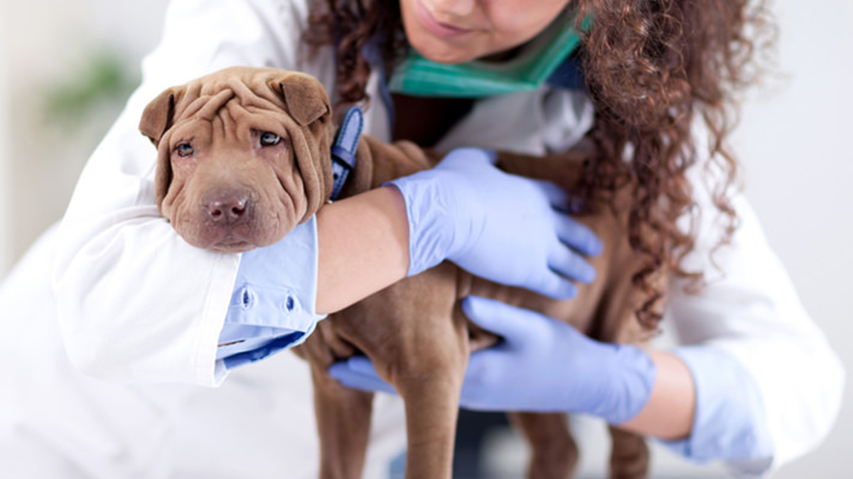 Spaying Your Dog Dog Spay Surgery From Start To Finish Spaying Your Dog Dog Spay Surgery From Start To Finish