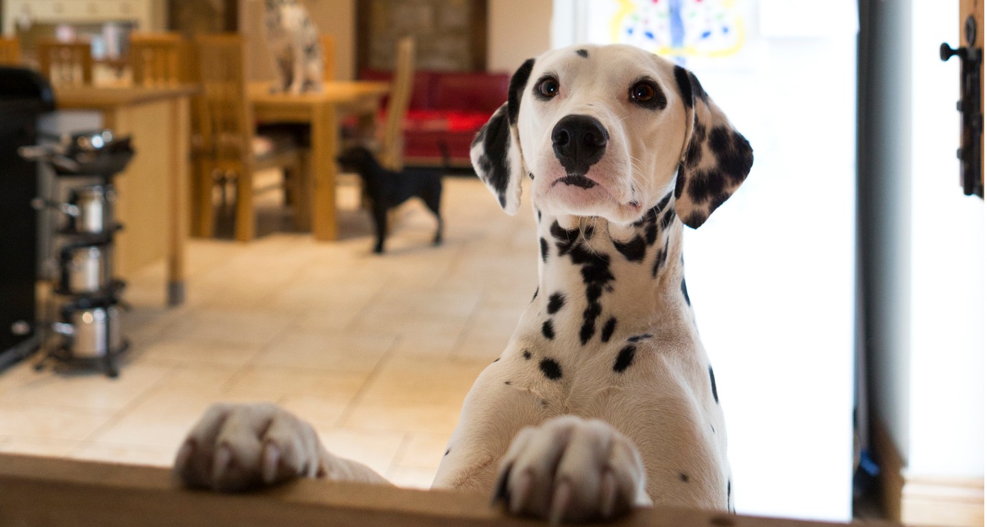 Your Guide To Frozen Dog Food Safety Benefits And More Pet Central