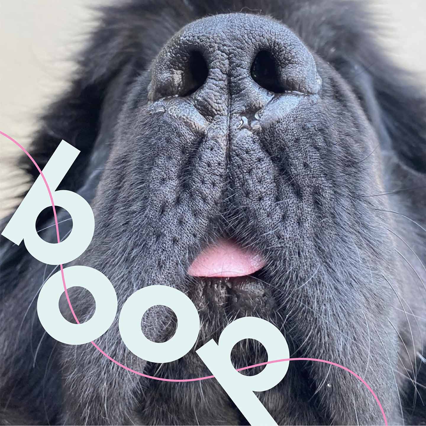Dog Slang And Cat Lingo A Pet Parent s Guide To Pet Slang Dog Slang And Cat Lingo A Pet Parent s Guide To Pet Slang