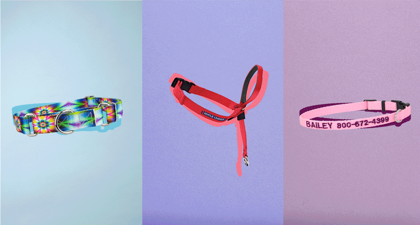 Buying Guide: Choosing the Best Dog Collars for Every Pup | BeChewy