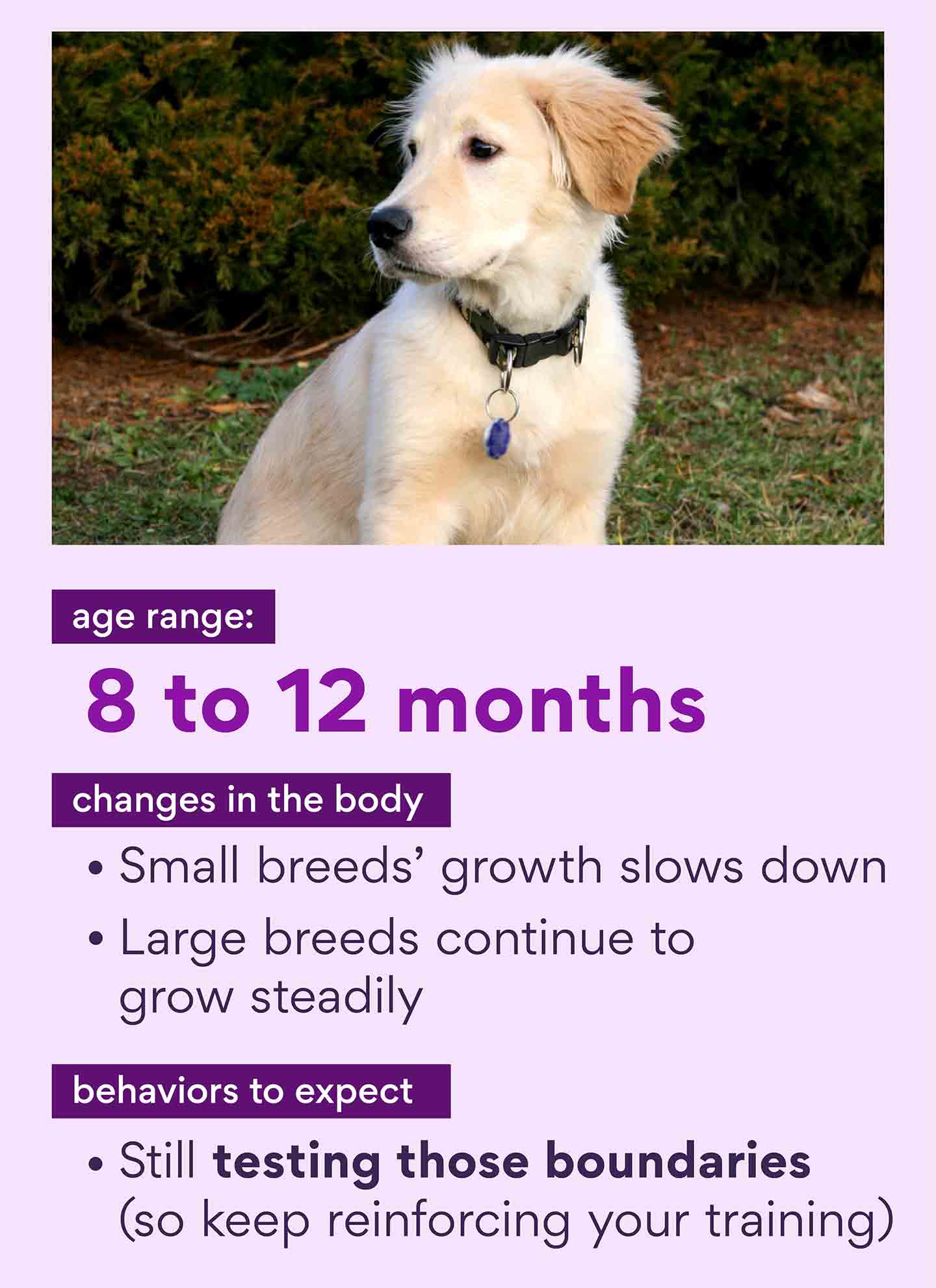 Puppy Stages: Early Dog Development from Newborn Puppy to Adulthood