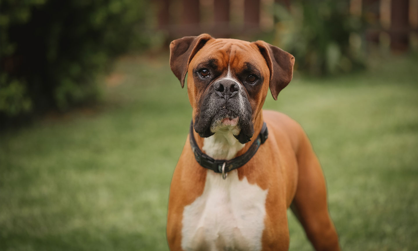 Do Boxers Like Water