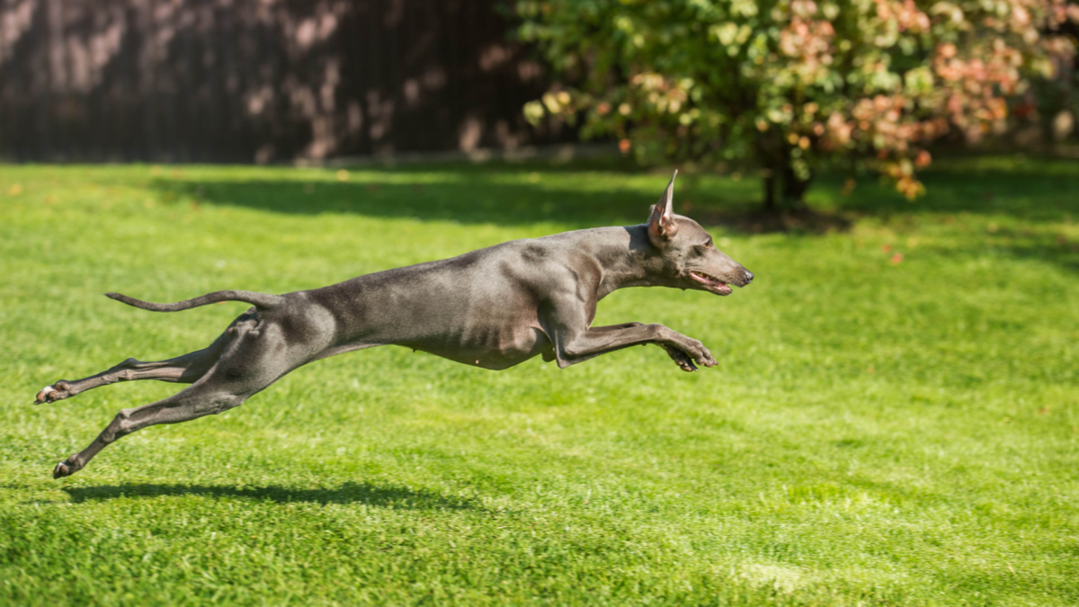 How Fast Can Average Dog Run