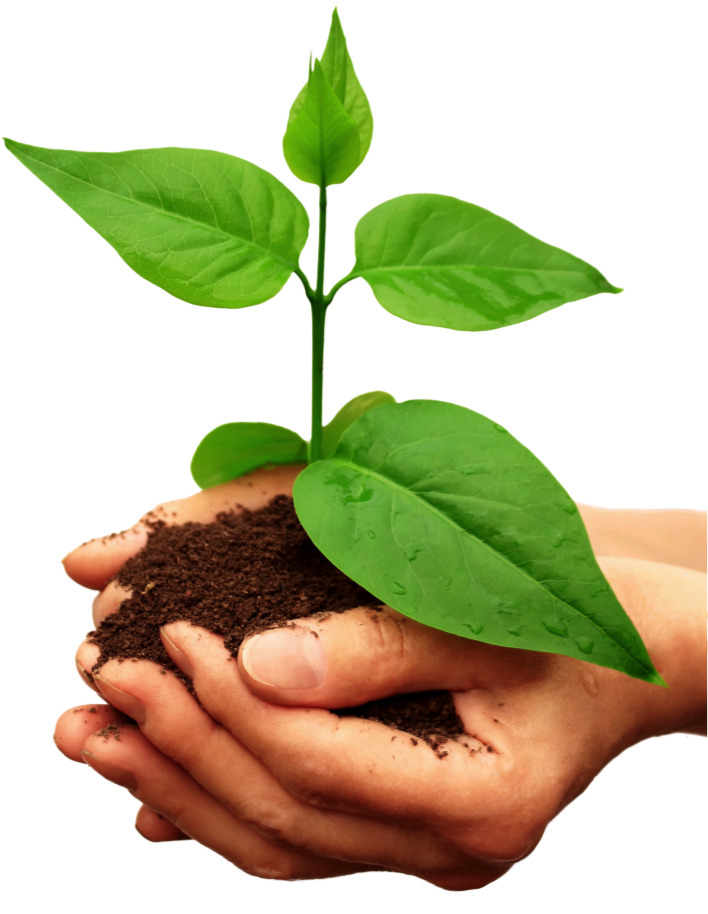 SONG OF A SAPLING. – Envius Thoughts