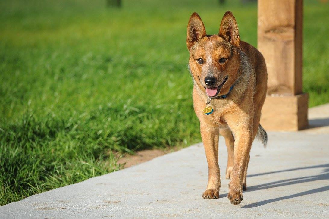 Pets for Adoption at Texas Cattle Dog Rescue, in Fort Worth, TX | Petfinder