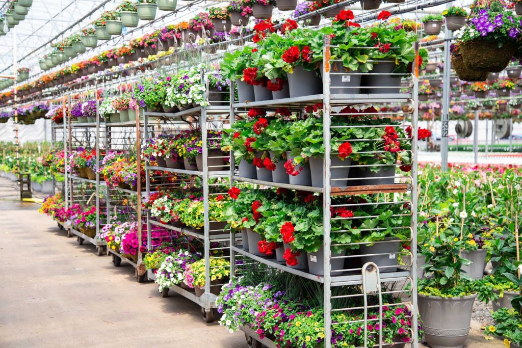 Best Local Garden Center | Petitti Garden Centers