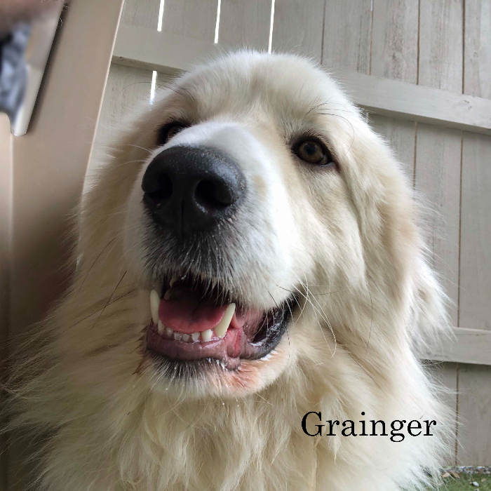 GRRAND - Golden Retriever Rescue 🐕
