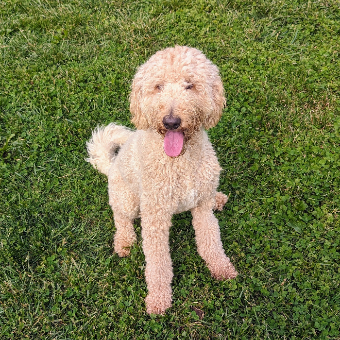 Adopt - GRRAND - Golden Retriever Rescue