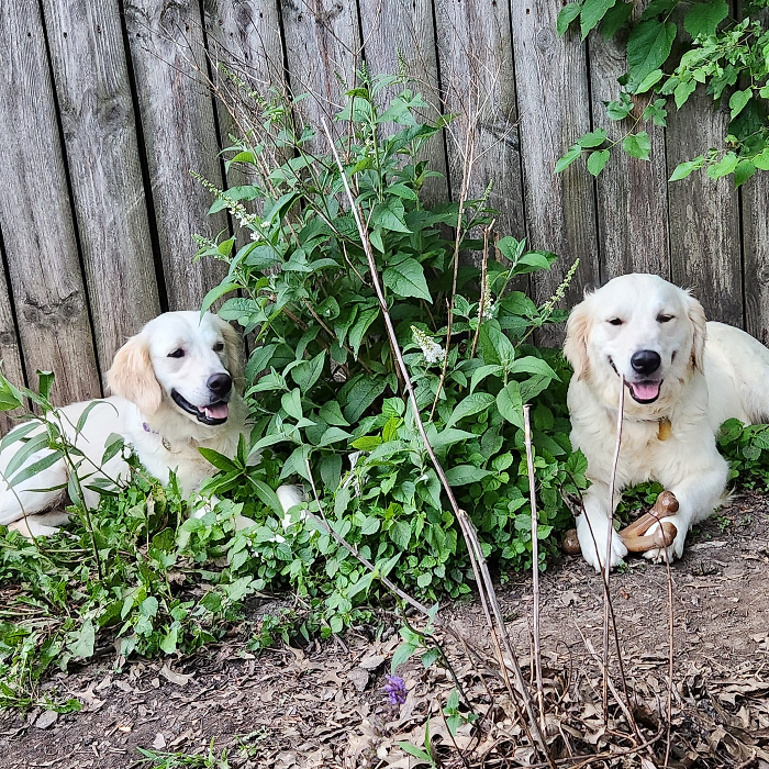 Adopt - GRRAND - Golden Retriever Rescue