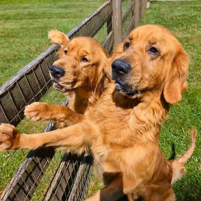 GRRAND - Golden Retriever Rescue 🐕