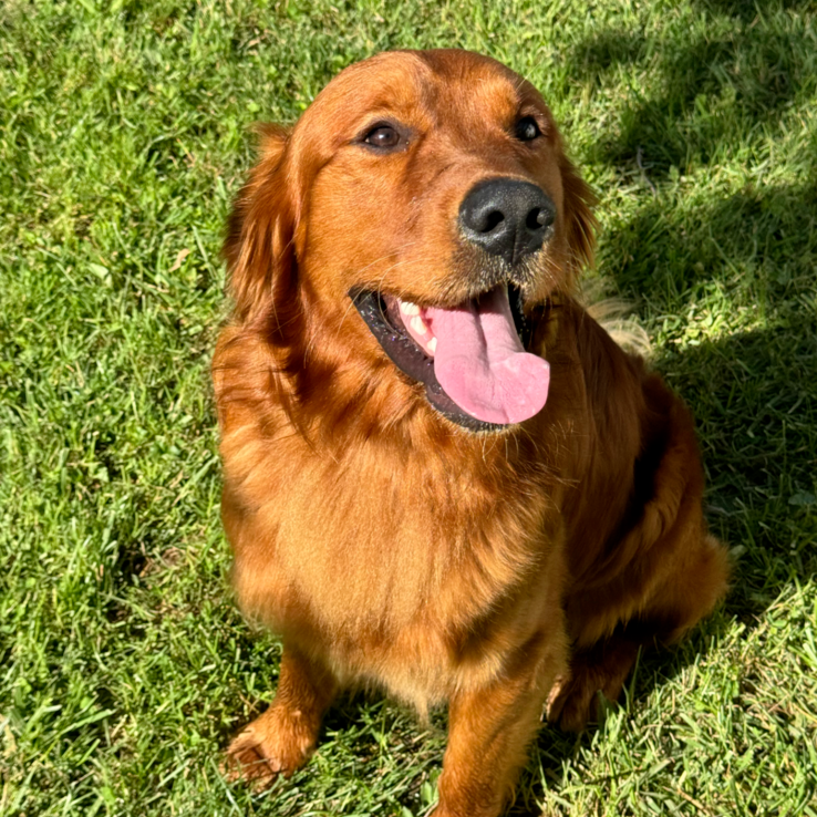 Adopt - GRRAND - Golden Retriever Rescue