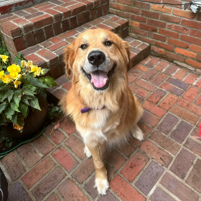 GRRAND - Golden Retriever Rescue 🐕