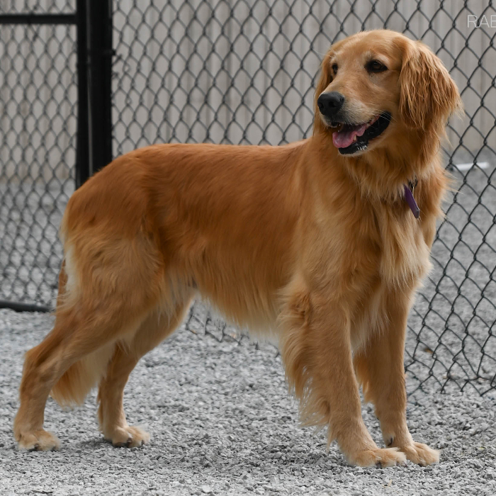 GRRAND - Golden Retriever Rescue - Golden Retrieve Rescue And Adoption ...